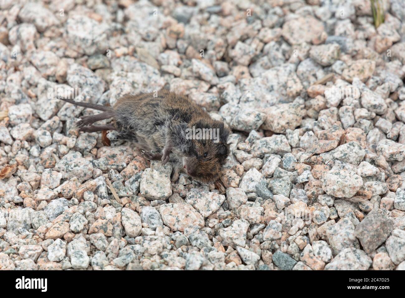 Dead Vole High Resolution Stock Photography and Images - Alamy