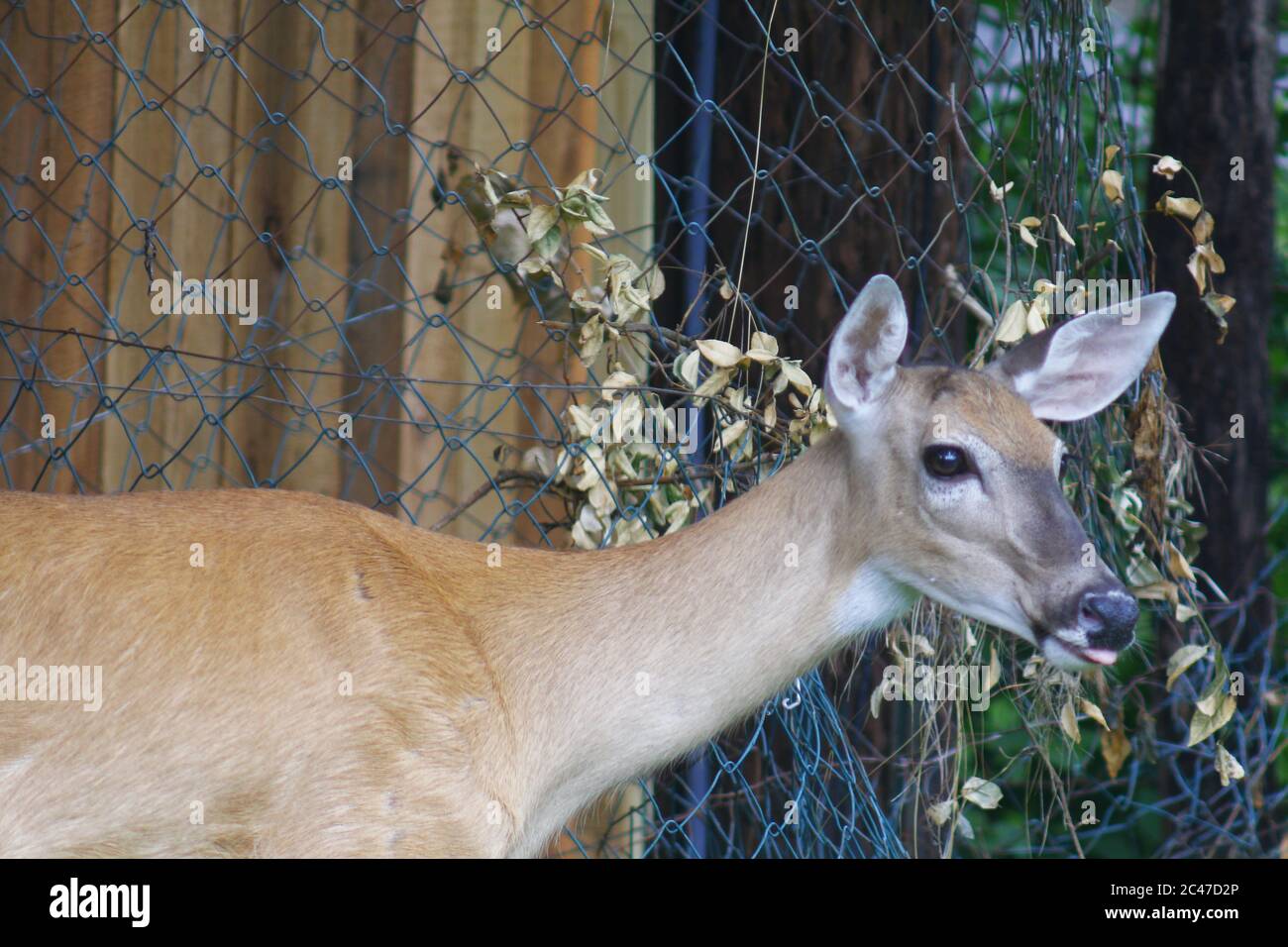 Deer Resting in Suburban Backyard Stock Photo - Alamy