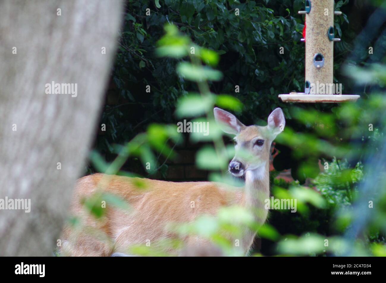 Deer at Bird Feeder Stock Photo - Alamy