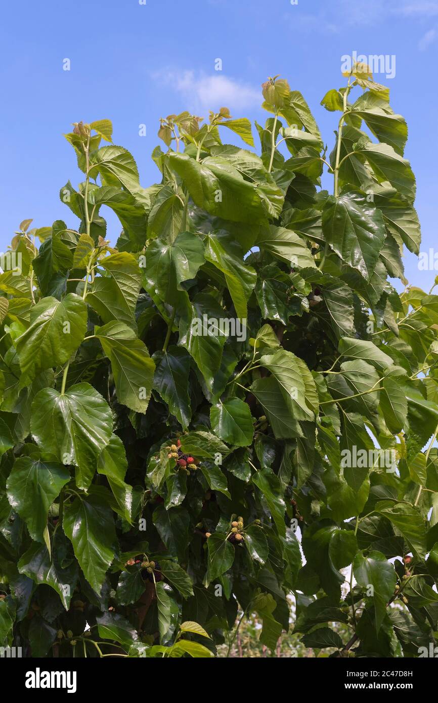 Morus, a genus of flowering plants in the family Moraceae, consists of ...