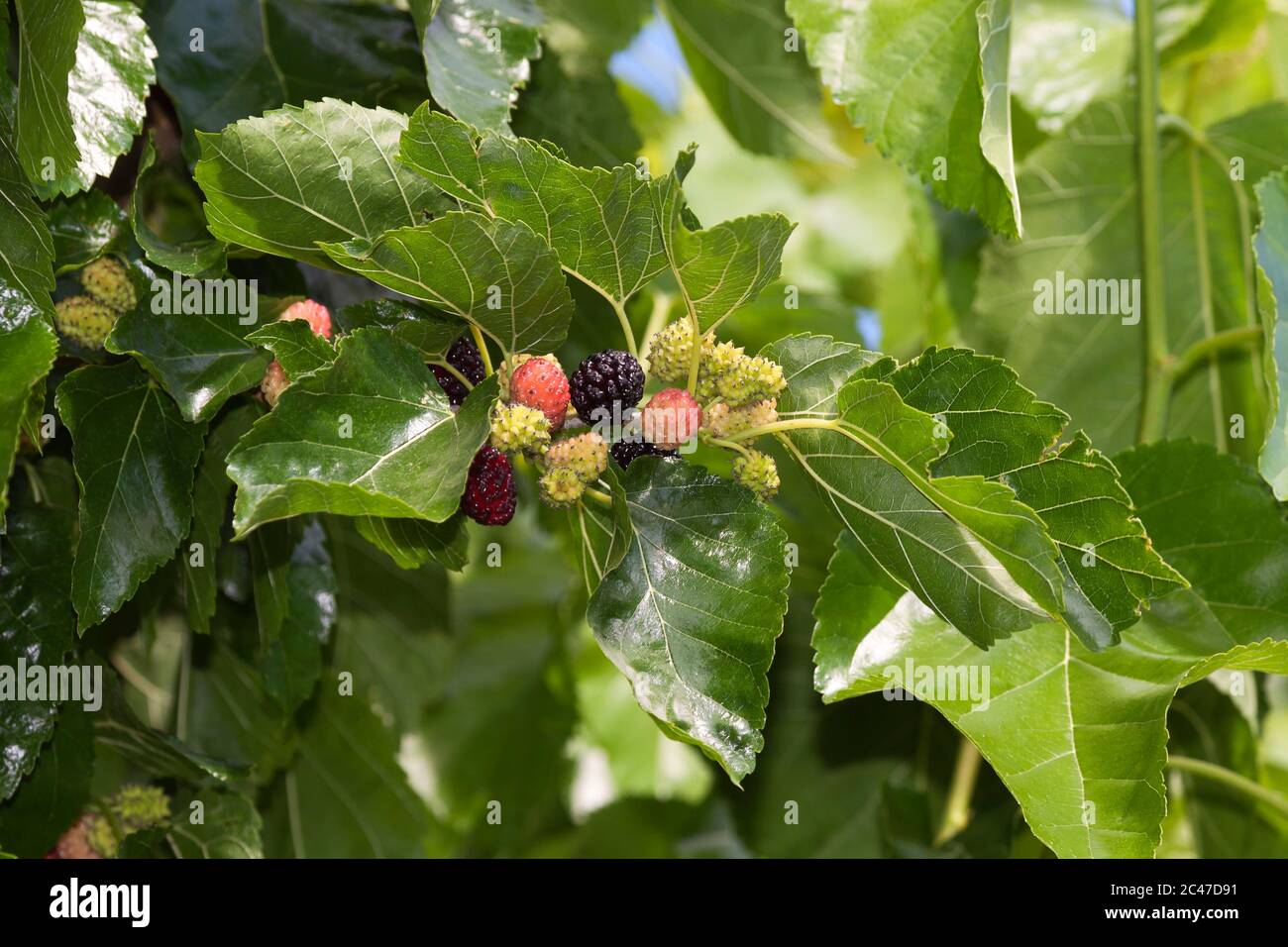 Morus rubra hi-res stock photography and images - Alamy