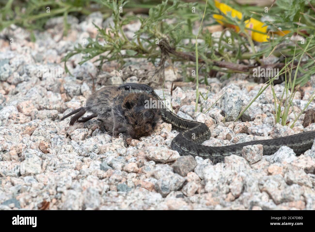 Garter snake eating hi-res stock photography and images - Alamy