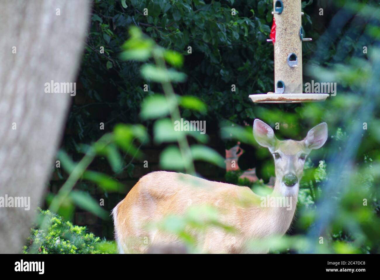 Deer at Bird Feeder Stock Photo - Alamy