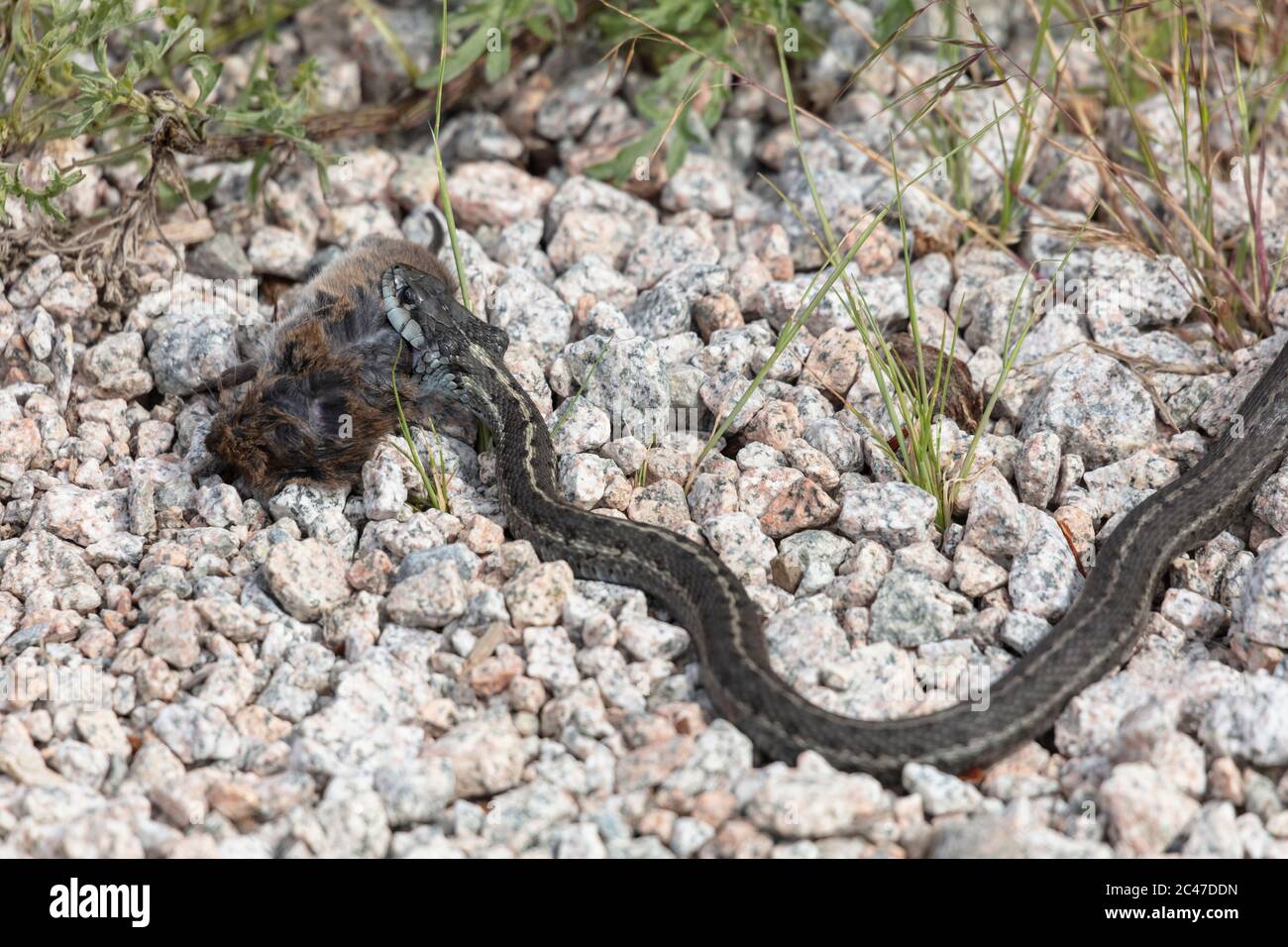 Western Terrestrial Garter Snake eat vole at Richmond british columbia ...