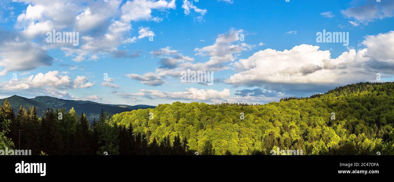 Panorama of Carpathians mountain forest in a beautiful summer day ...