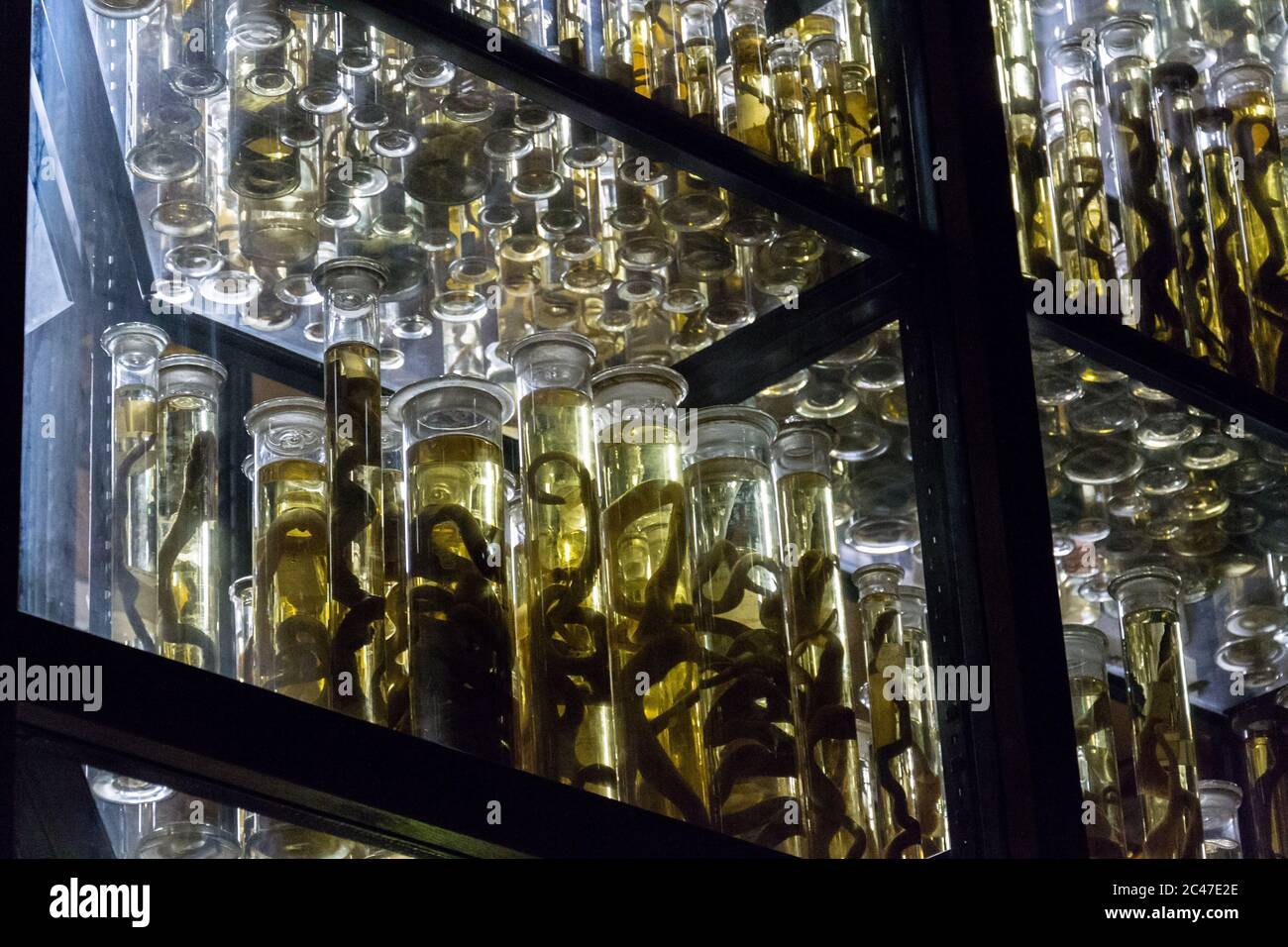 Shelves with various animals preserved in formaldehyde solution Stock ...