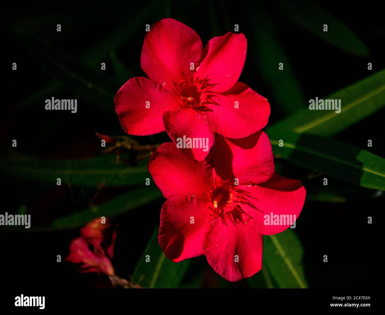 Red oleander hi-res stock photography and images - Alamy