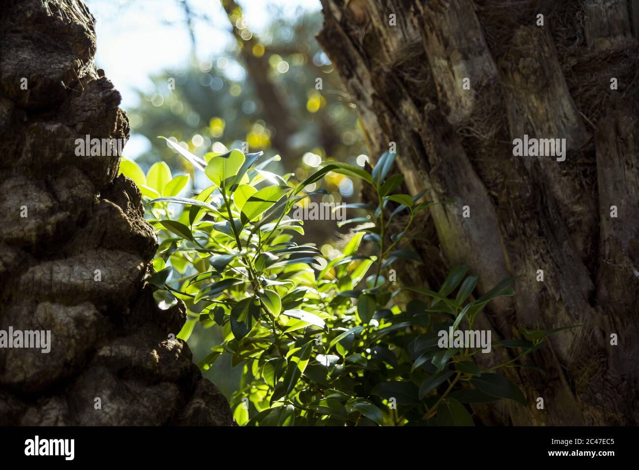 Landscape shot of a vibrant green plant in between trees under the ...