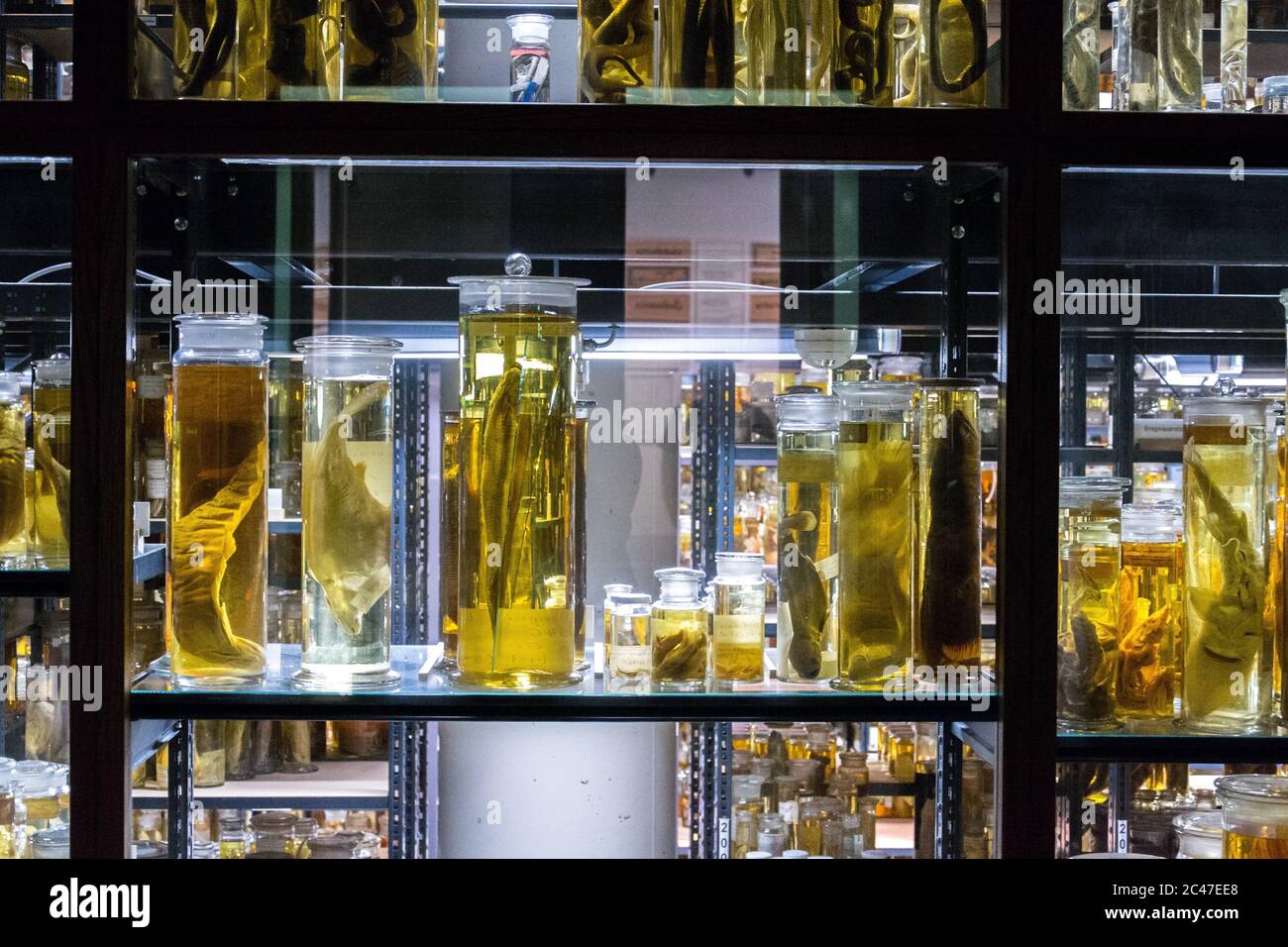 Shelves with various animals preserved in formaldehyde solution Stock ...