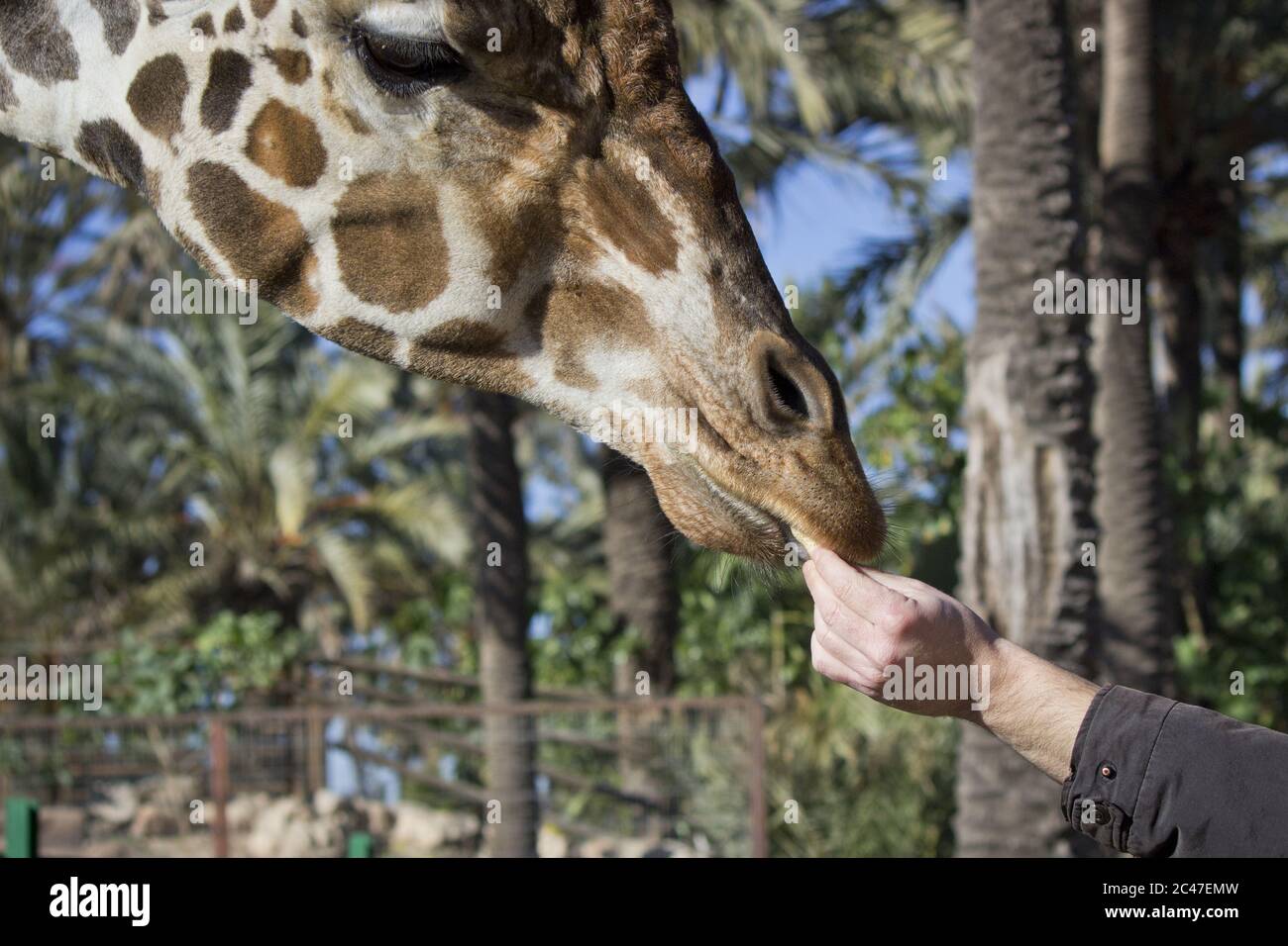 Closeup shot of a person feeding a giraffe in the zoo Stock Photo - Alamy