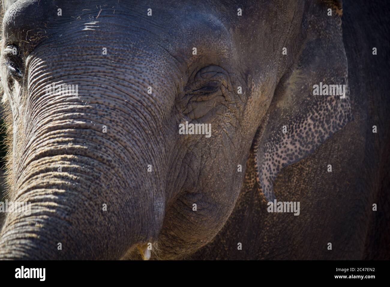 Closeup shot of the head of an elephant Stock Photo - Alamy
