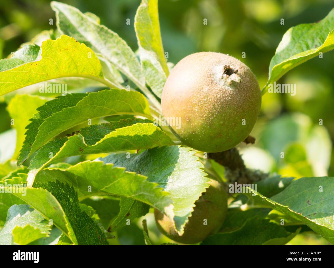 Apple egrement russet hi-res stock photography and images - Alamy
