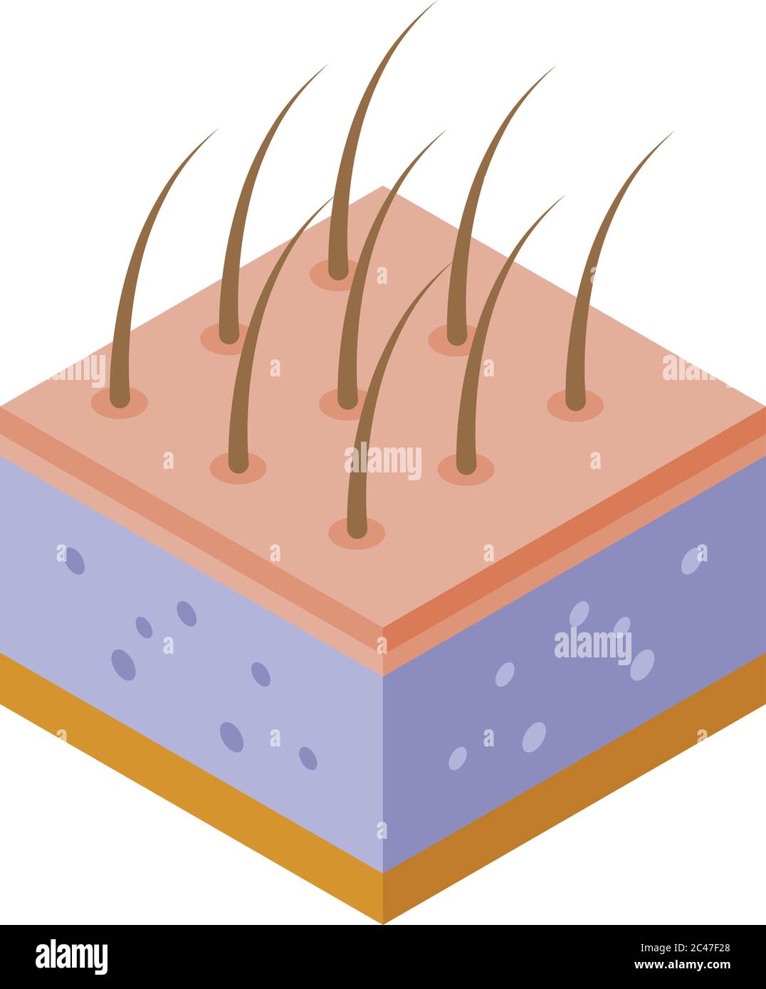 Thinning skin Stock Vector Images - Alamy