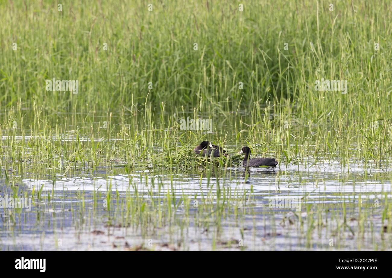 american coot nest at british columbia interior Canada Stock Photo - Alamy