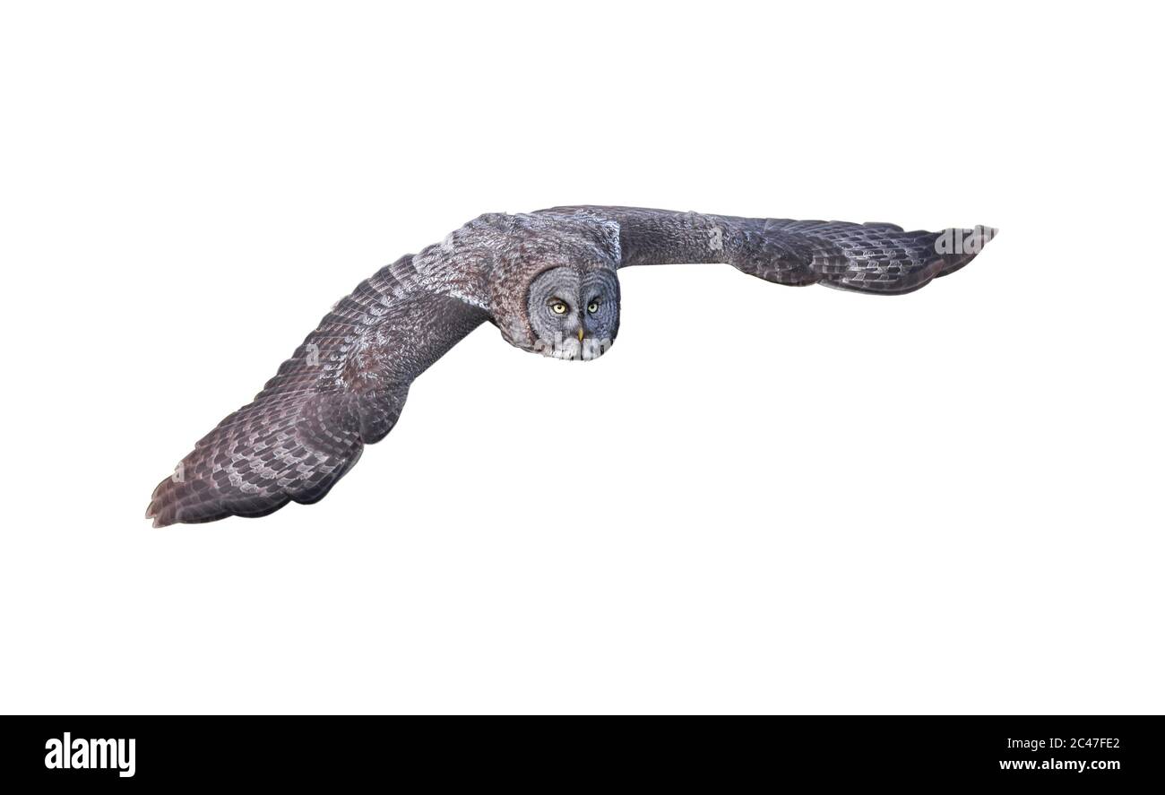 Flying great grey owl Cut Out Stock Images & Pictures - Alamy