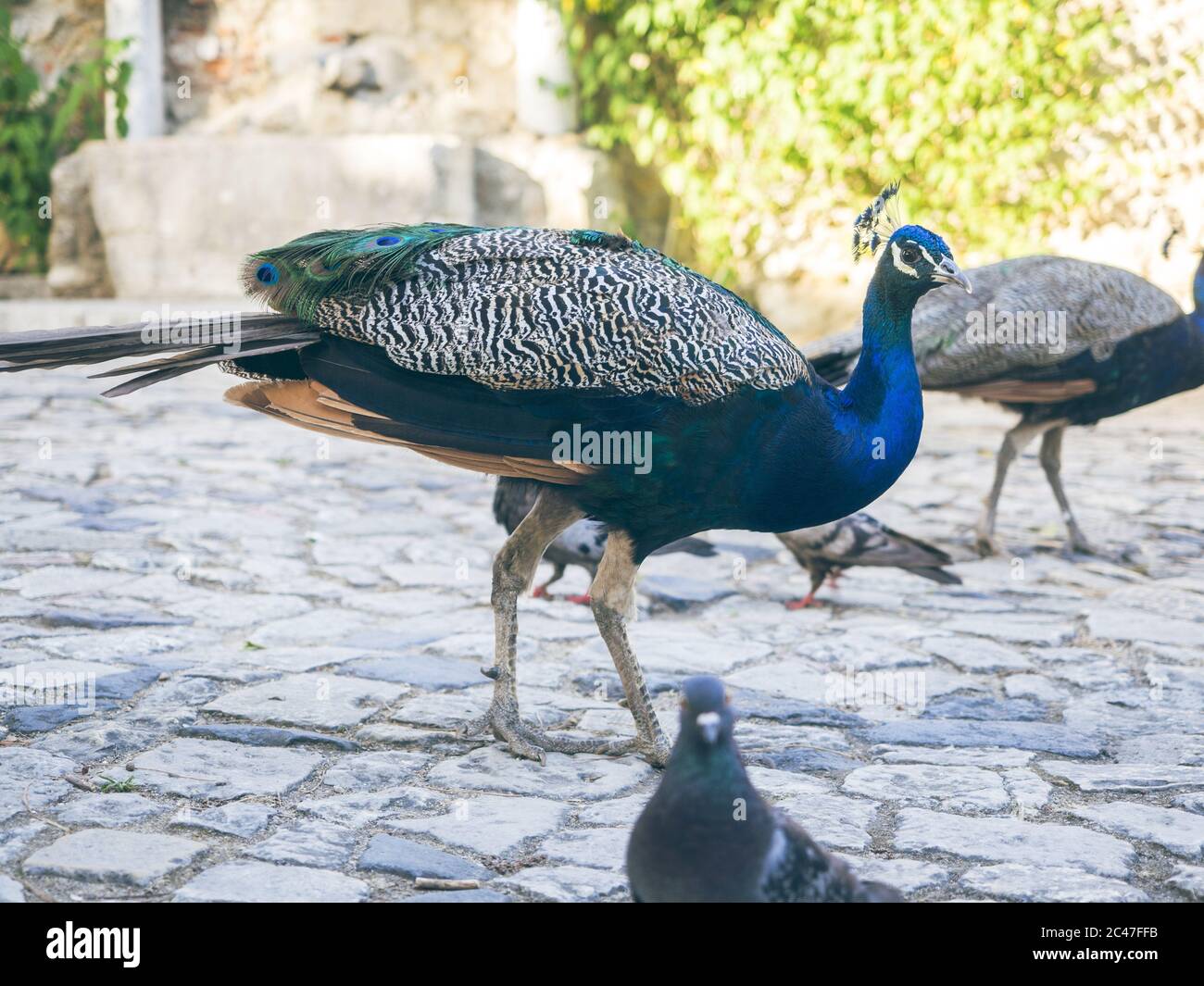 White peacocks pigeons hi-res stock photography and images - Alamy