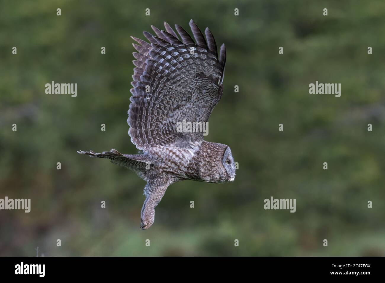 Flying great grey owl hi-res stock photography and images - Alamy