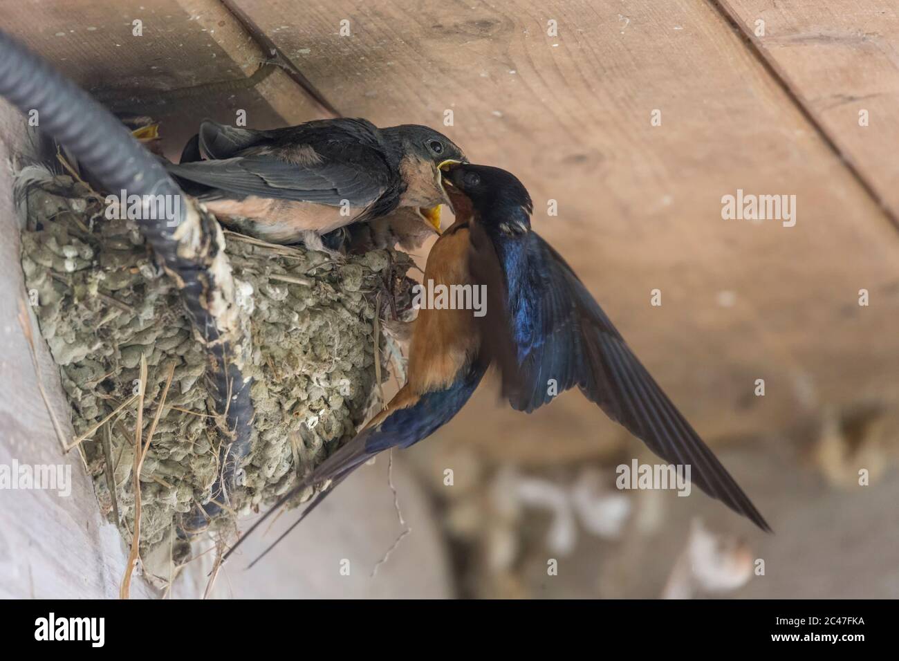 barn swallow nest and chicks at Richmond BC Canada Stock Photo - Alamy
