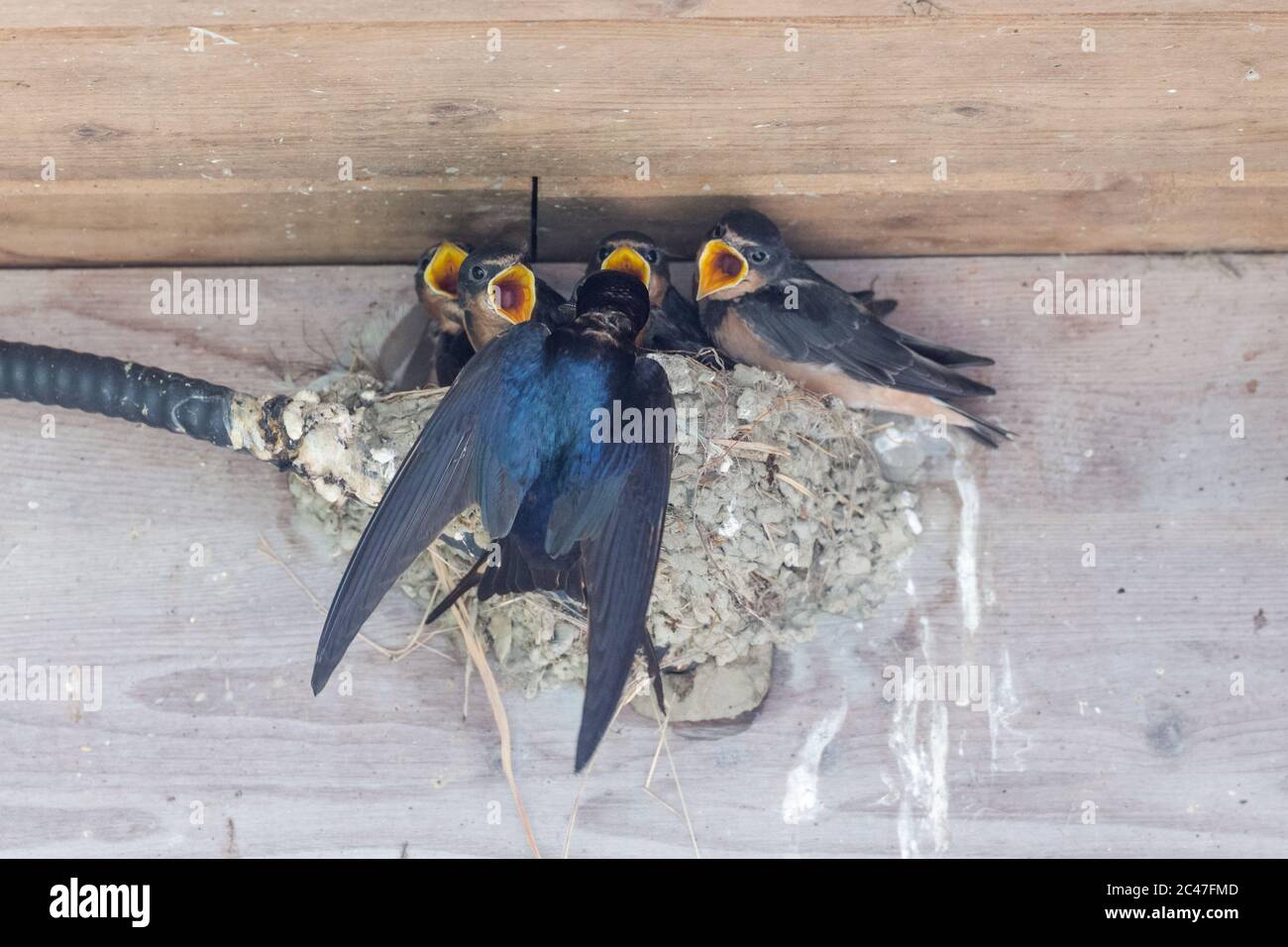 barn swallow nest and chicks at Richmond BC Canada Stock Photo - Alamy