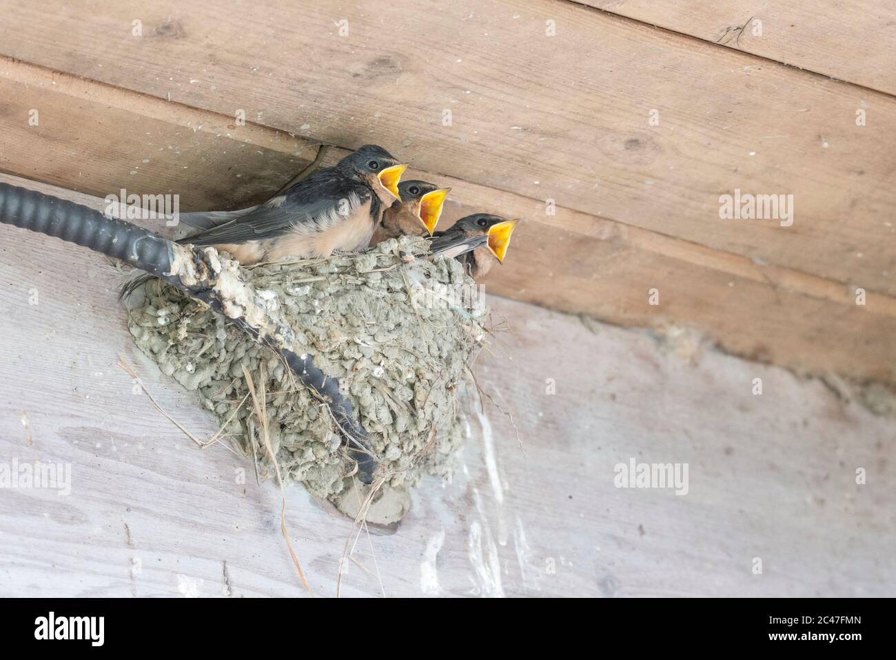 barn swallow nest and chicks at Richmond BC Canada Stock Photo - Alamy