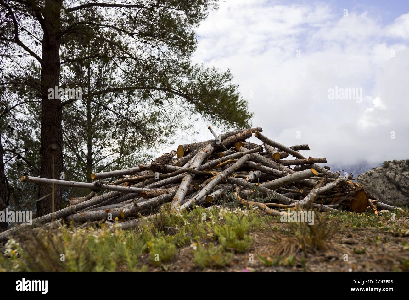 Selective focus of tree lumber on the ground in a forest under a cloudy ...