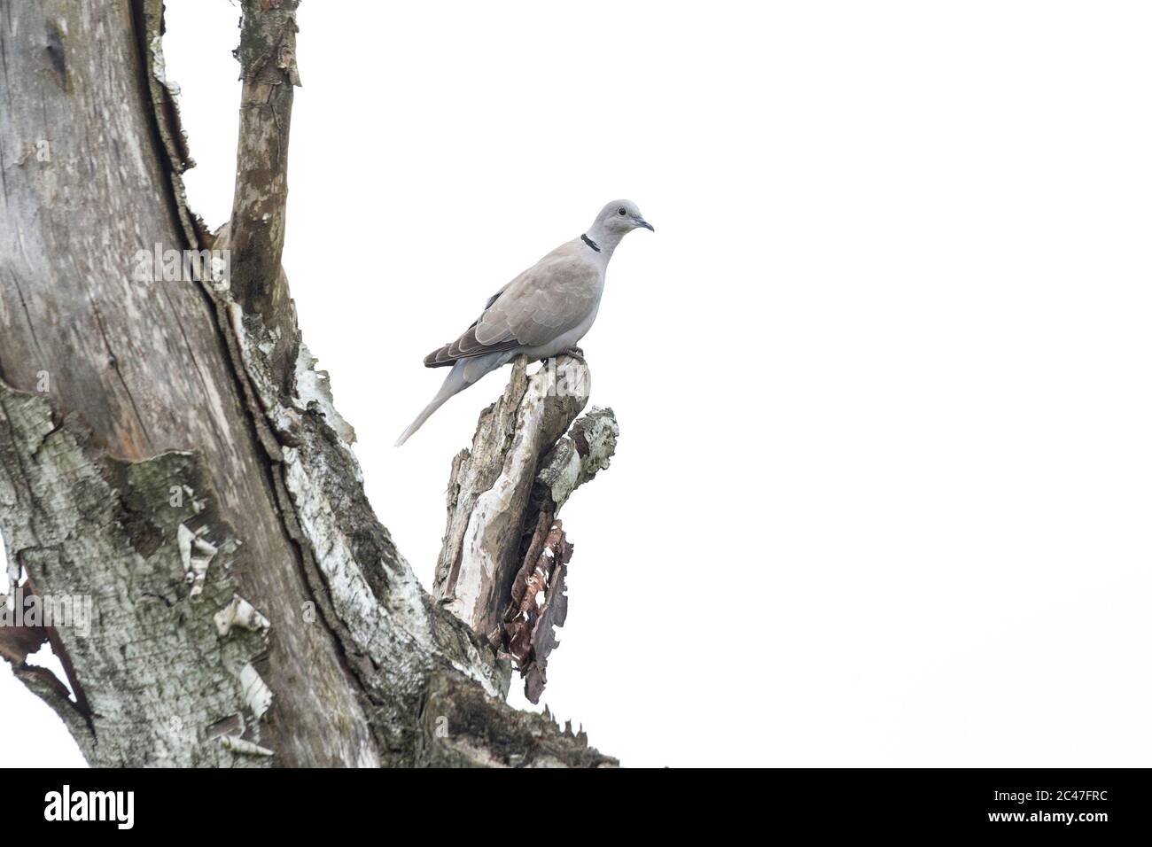 Birds of british columbia hi-res stock photography and images - Alamy