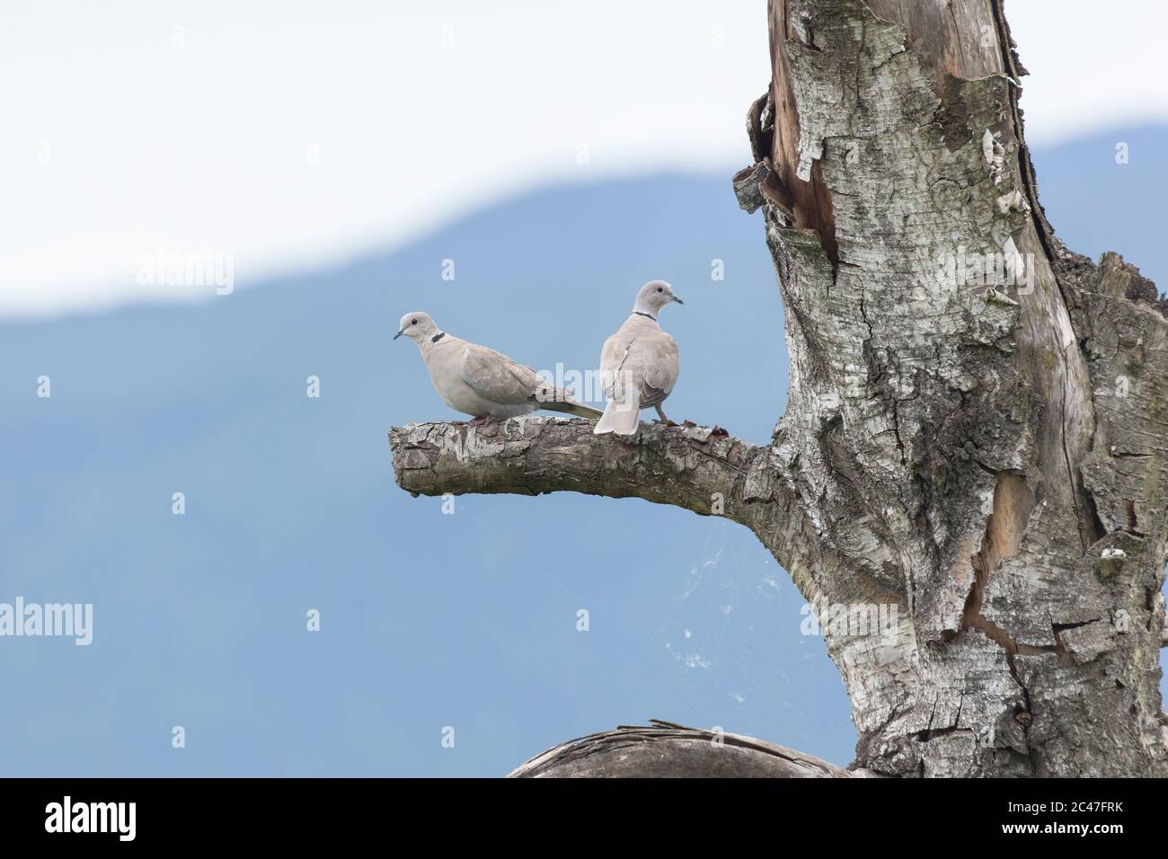 Birds of british columbia hi-res stock photography and images - Alamy