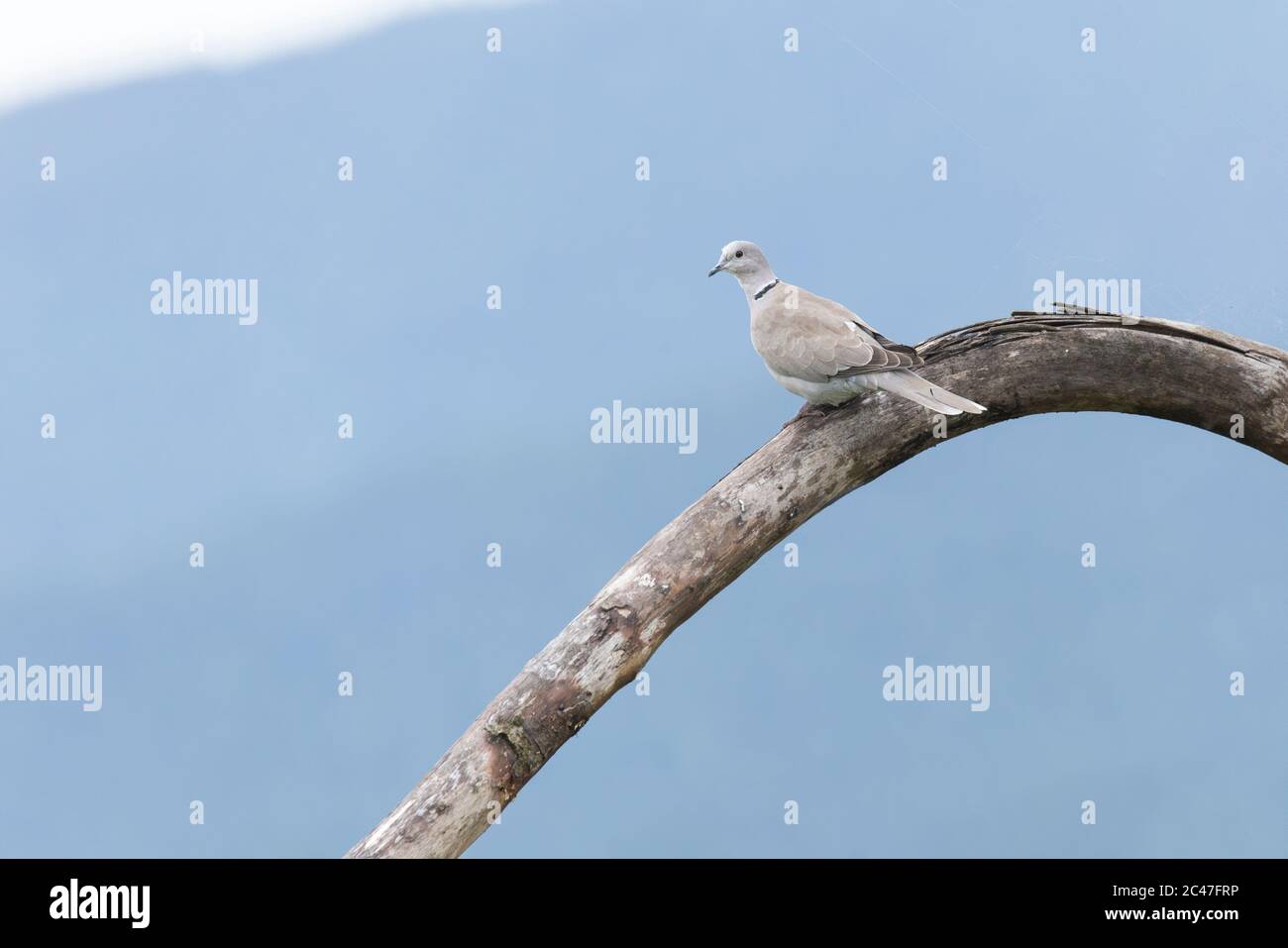 Birds of british columbia hi-res stock photography and images - Alamy