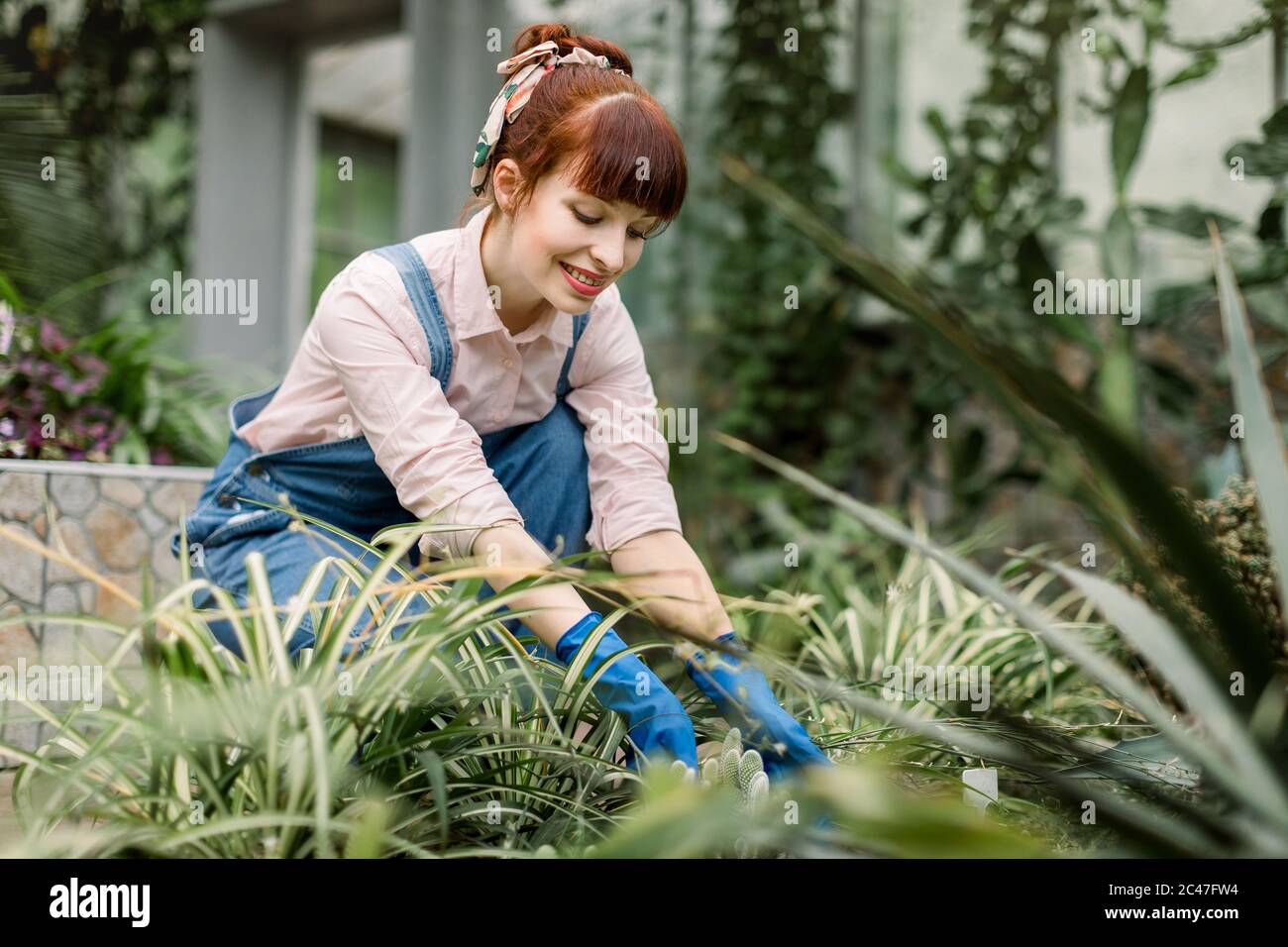 Attractive young female nursery worker planting beautiful cactus and ...