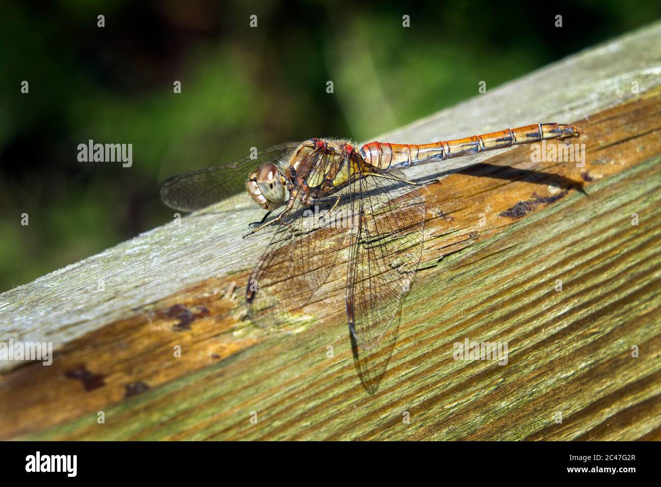 Common Darter orange dragonfly is one of the most abundant species in ...