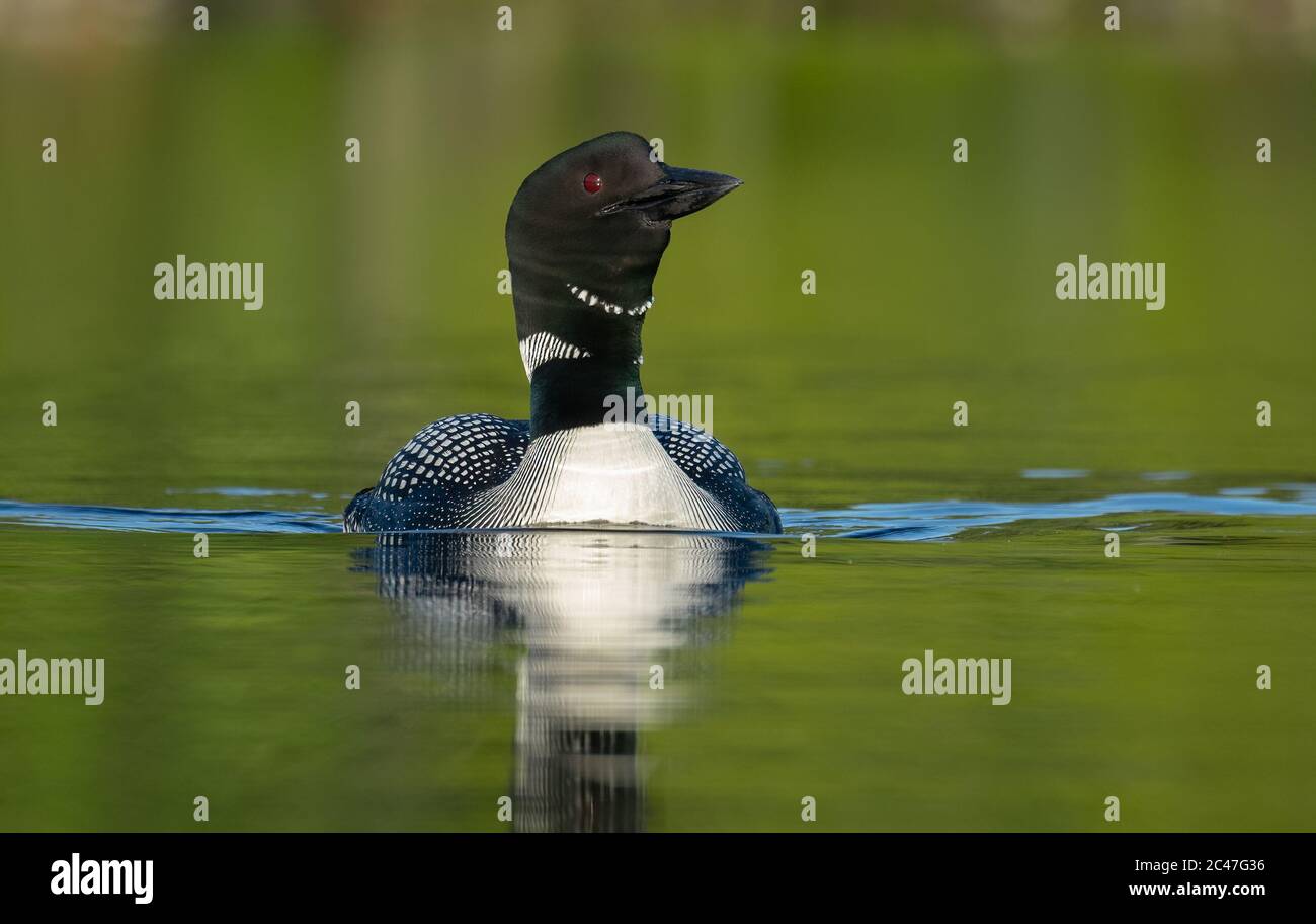Common Loon in Maine Stock Photo - Alamy