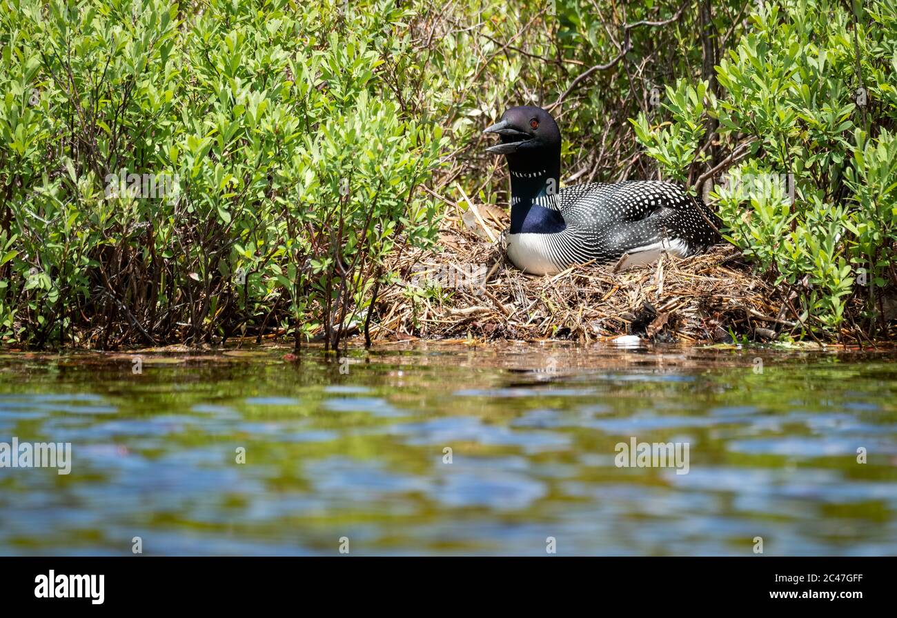 Common Loon in Maine Stock Photo - Alamy
