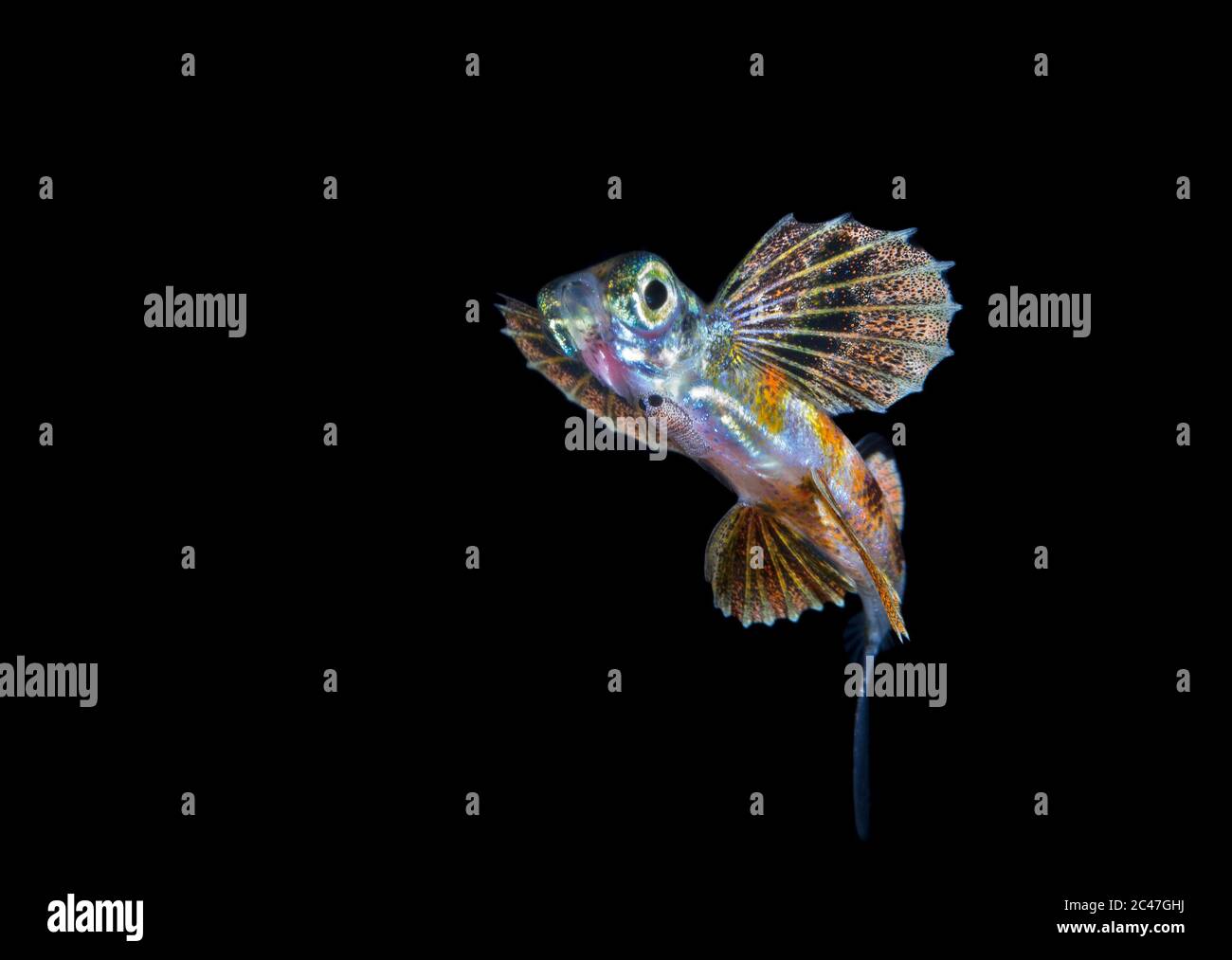 Flyingfish hi-res stock photography and images - Alamy
