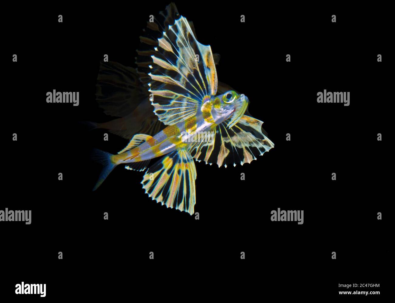 Atlantic flyingfish hi-res stock photography and images - Alamy