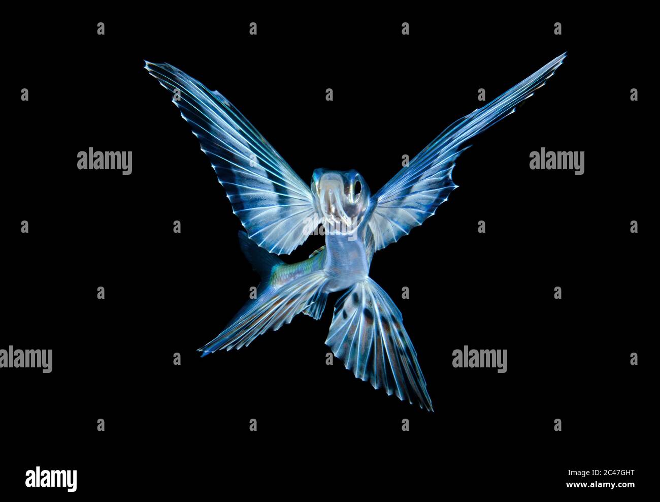 Flyingfish hi-res stock photography and images - Alamy