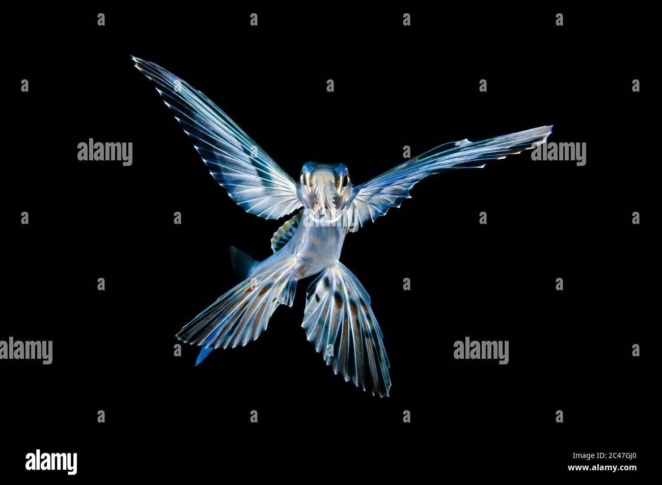 Flyingfish hi-res stock photography and images - Alamy