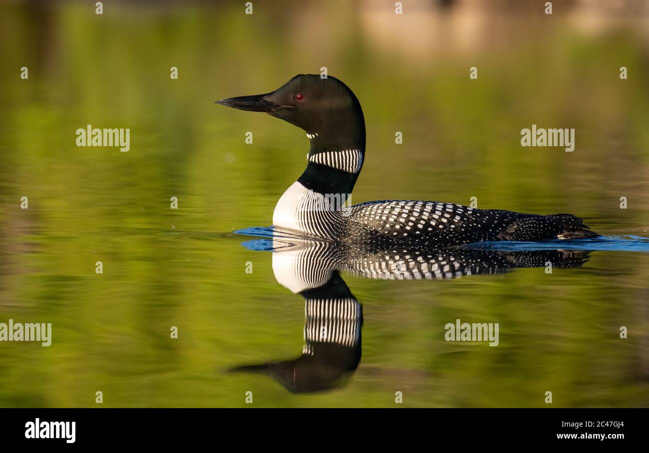 Common Loon in Maine Stock Photo - Alamy
