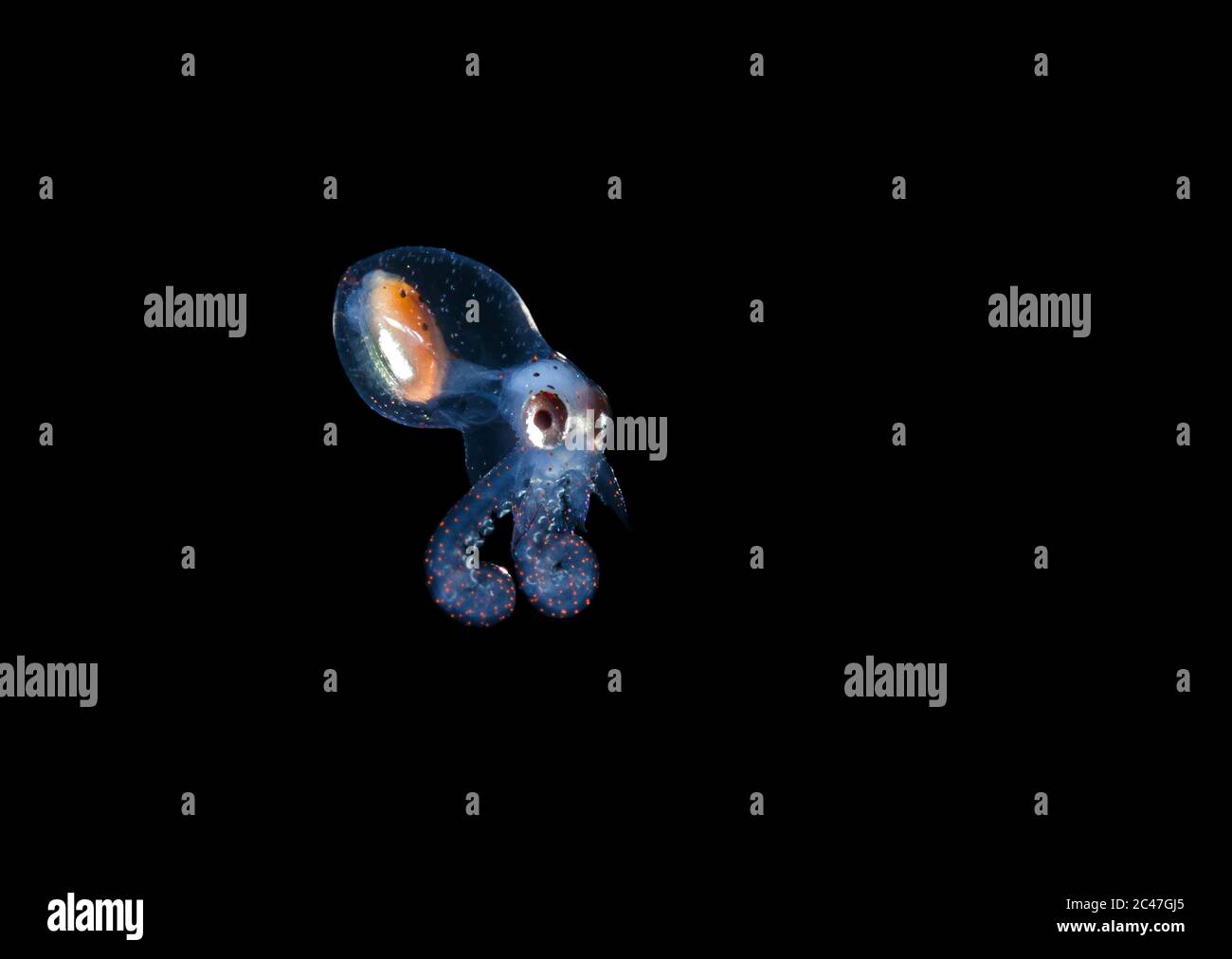 larval Atlantic Longarm Octopus, Macrotritopus defilippi. Photographed ...