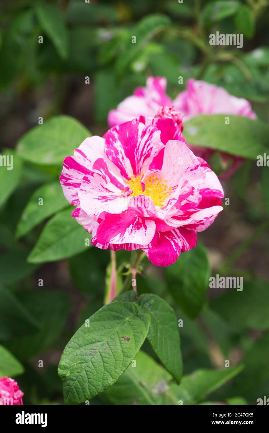 Rosa Gallica High Resolution Stock Photography and Images - Alamy
