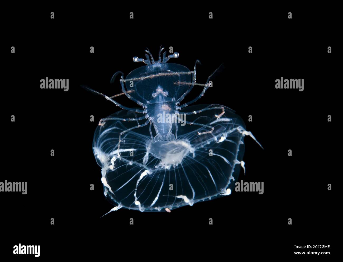 unidentified larval Lobster riding on a Jellyfish. Blackwater drift ...