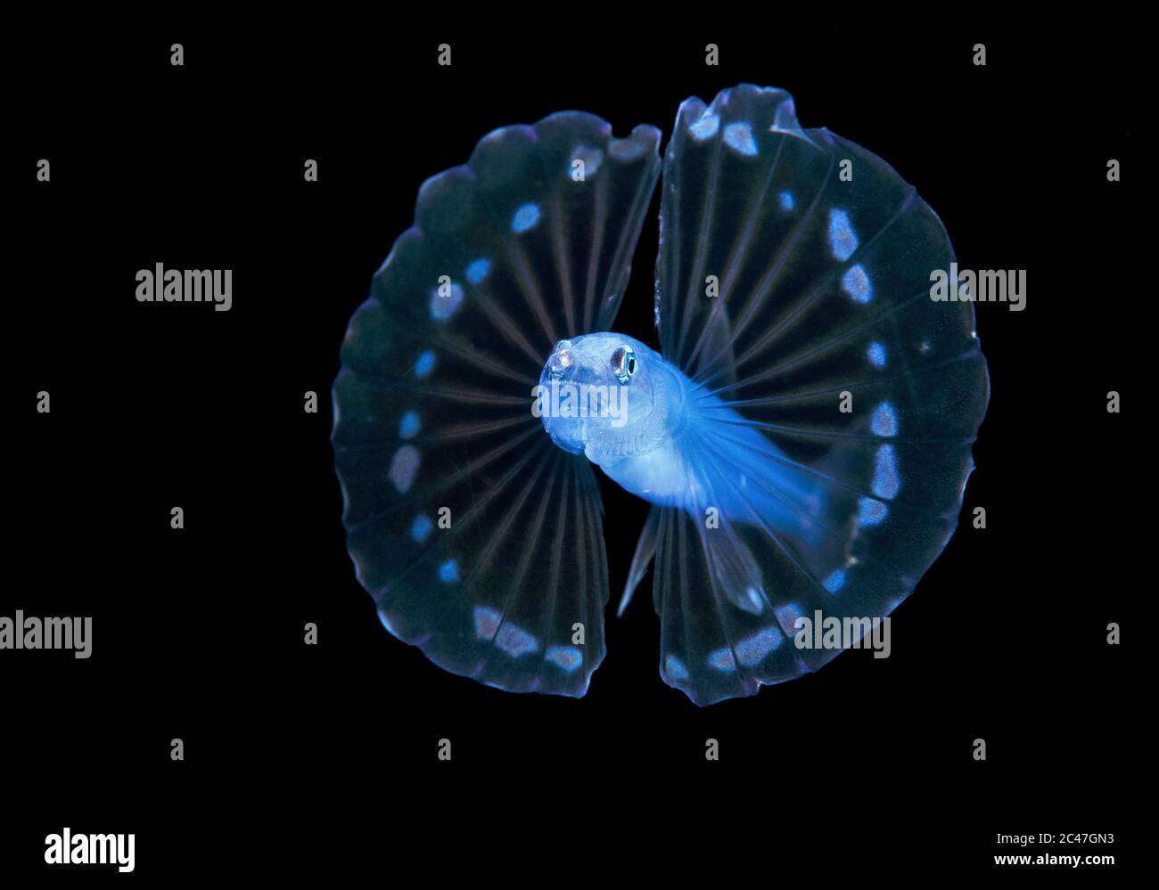 unidentified deep water Tripodfish larva, Ipnopidae family ...