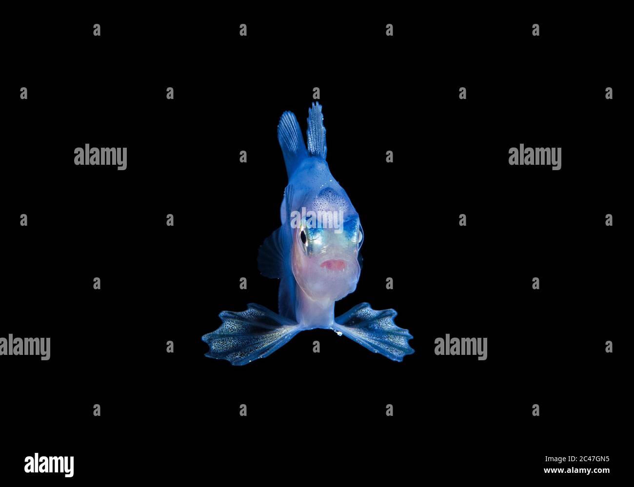 Driftfish hi-res stock photography and images - Alamy