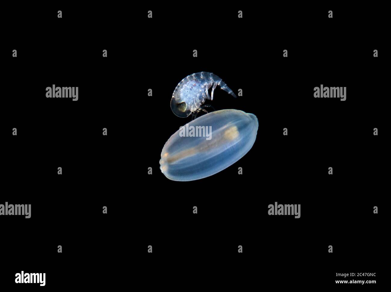 Amphipod plankton hi-res stock photography and images - Alamy