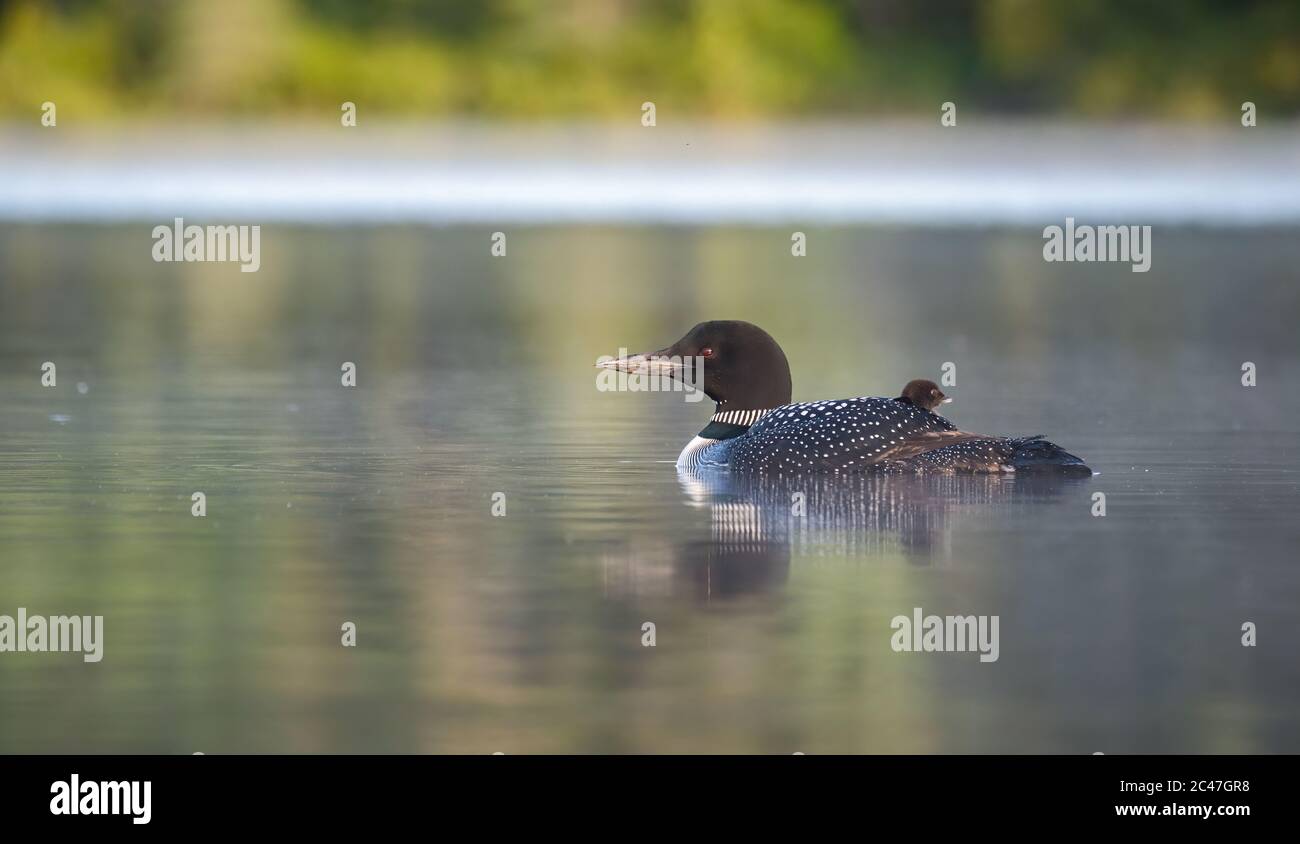 Common Loon in Maine Stock Photo - Alamy