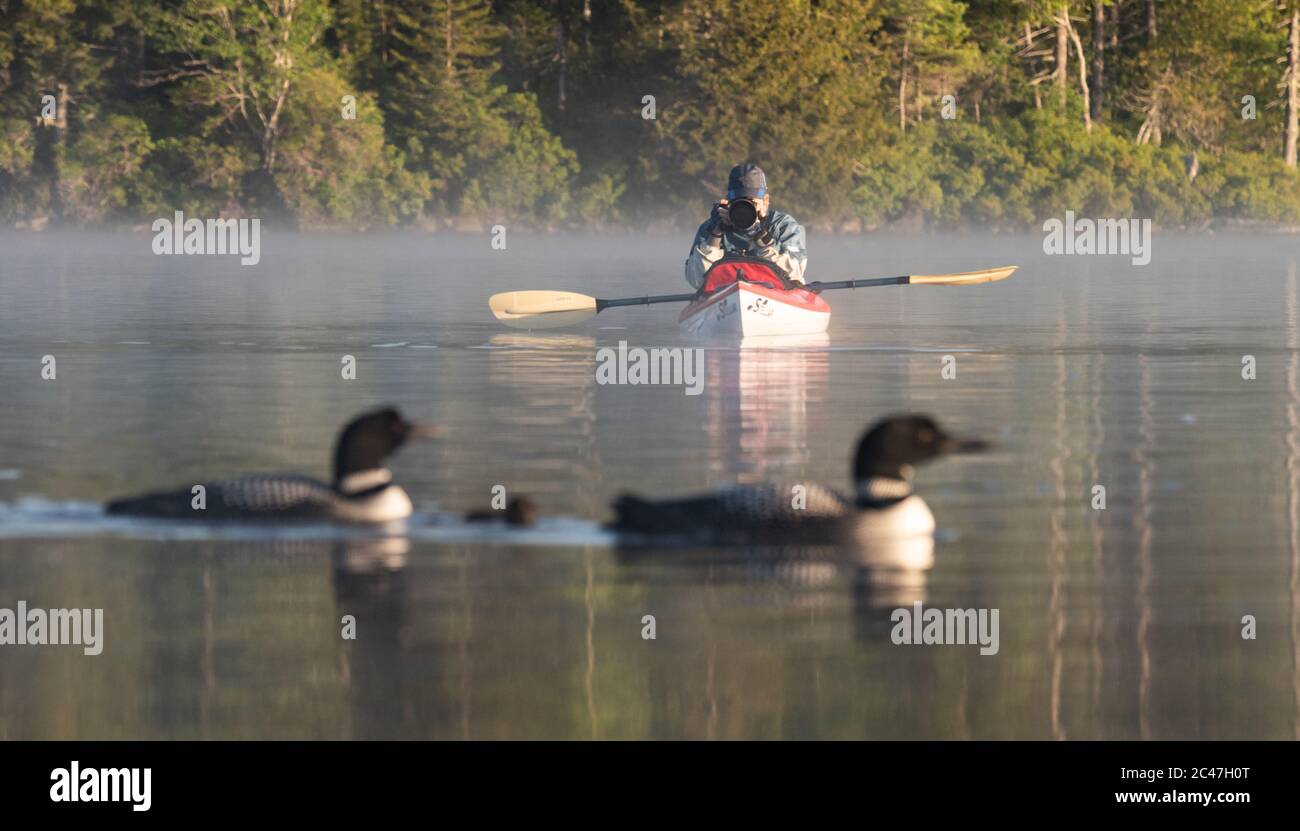 Common Loon Picture High Resolution Stock Photography and Images - Alamy