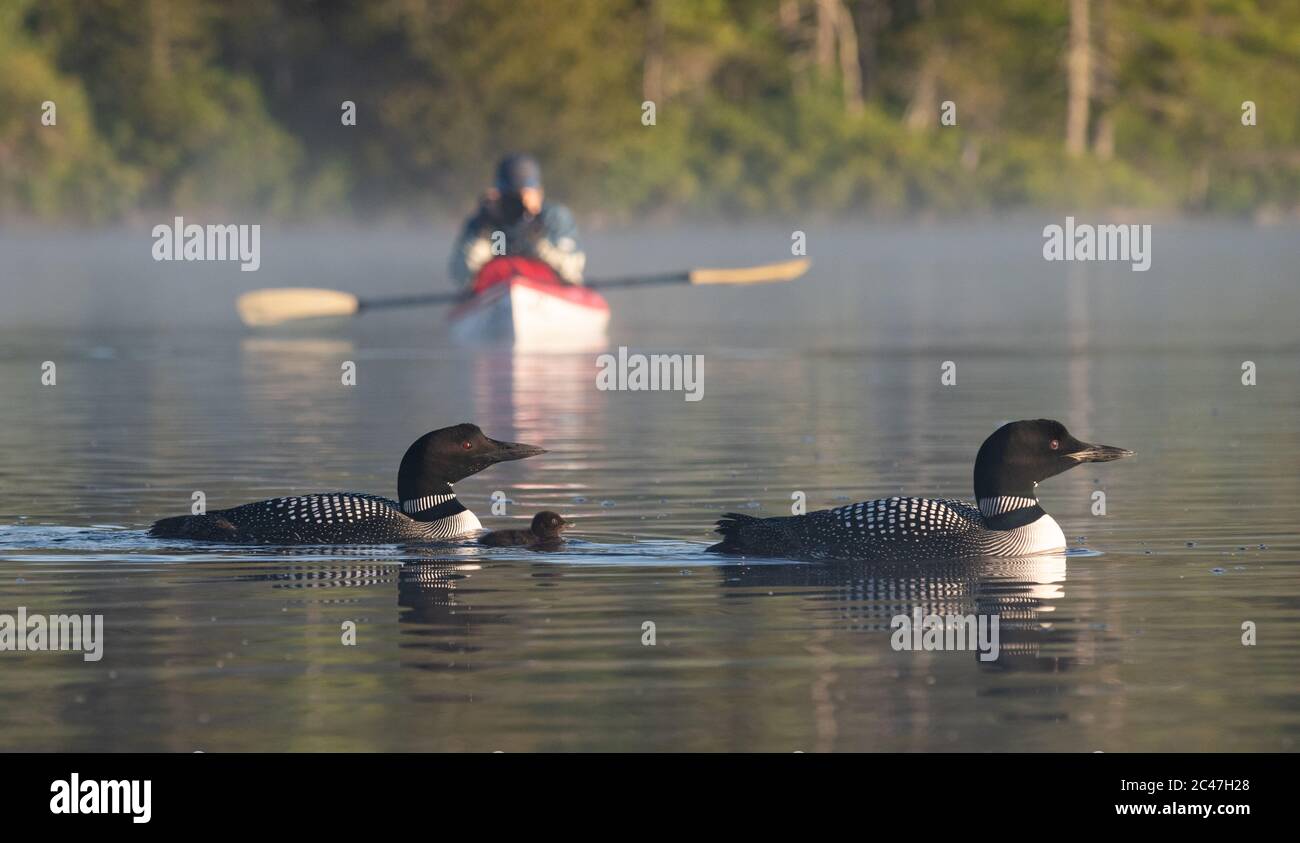 Common Loon in Maine Stock Photo - Alamy