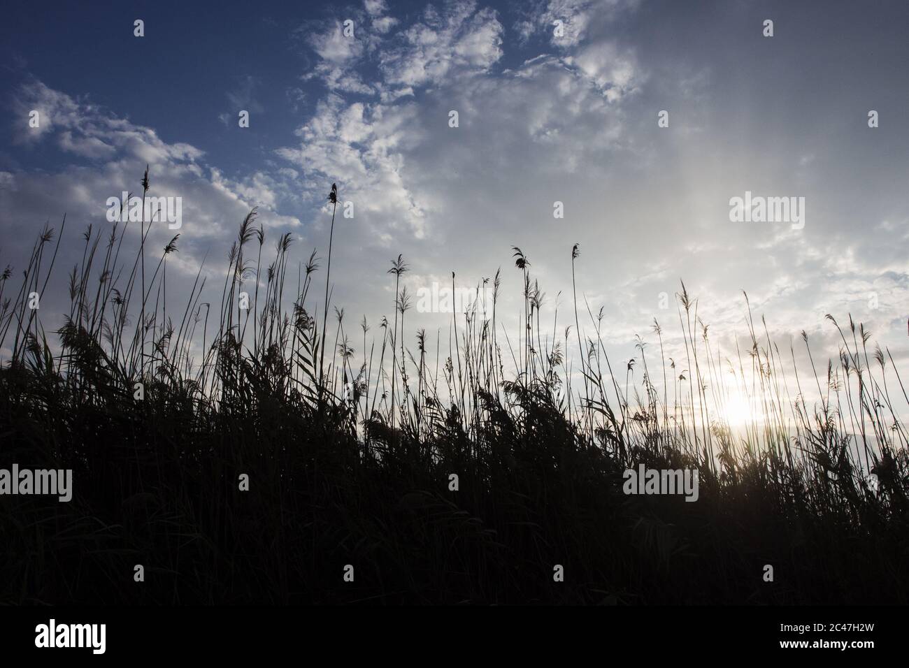 Low angle shot of a field of grass under a sunset sky Stock Photo - Alamy