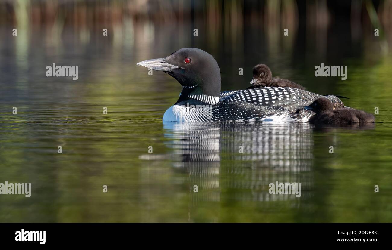 Common Loon in Maine Stock Photo - Alamy