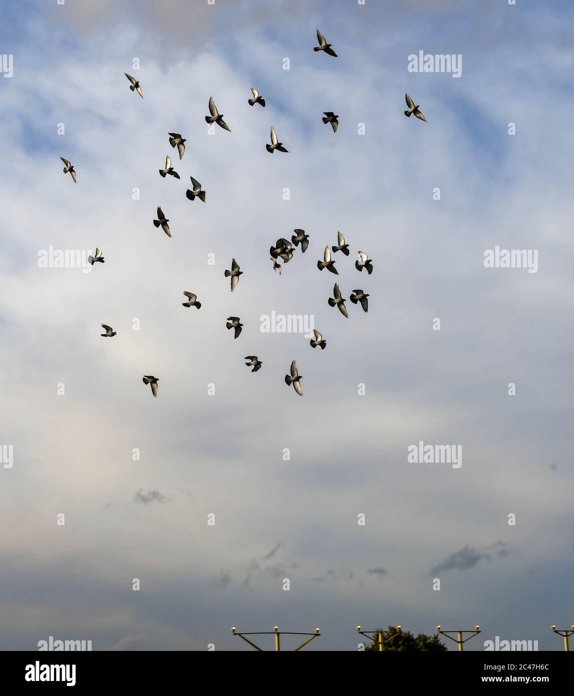 Airport birds hi-res stock photography and images - Alamy