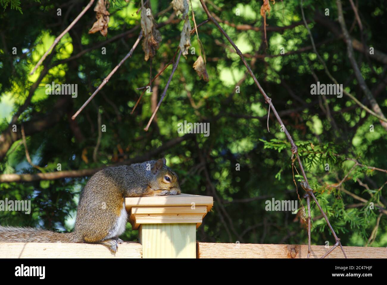 Squirrel Resting on Fence Post Stock Photo - Alamy